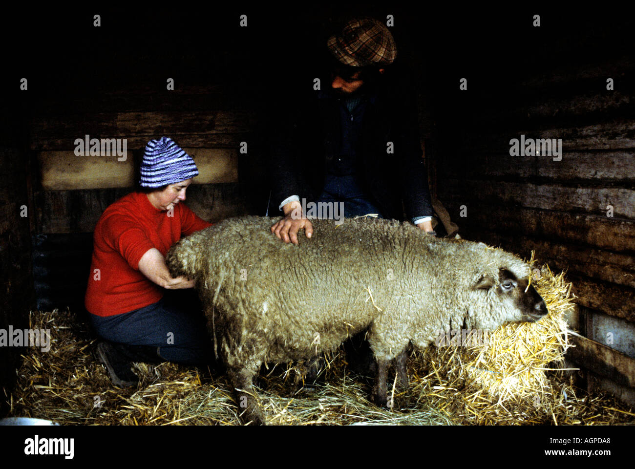 LAMBING IN ESSEX FARMER S WIFE ATTEMPTS TO PULL OUT LAMB COPYRIGHT ...