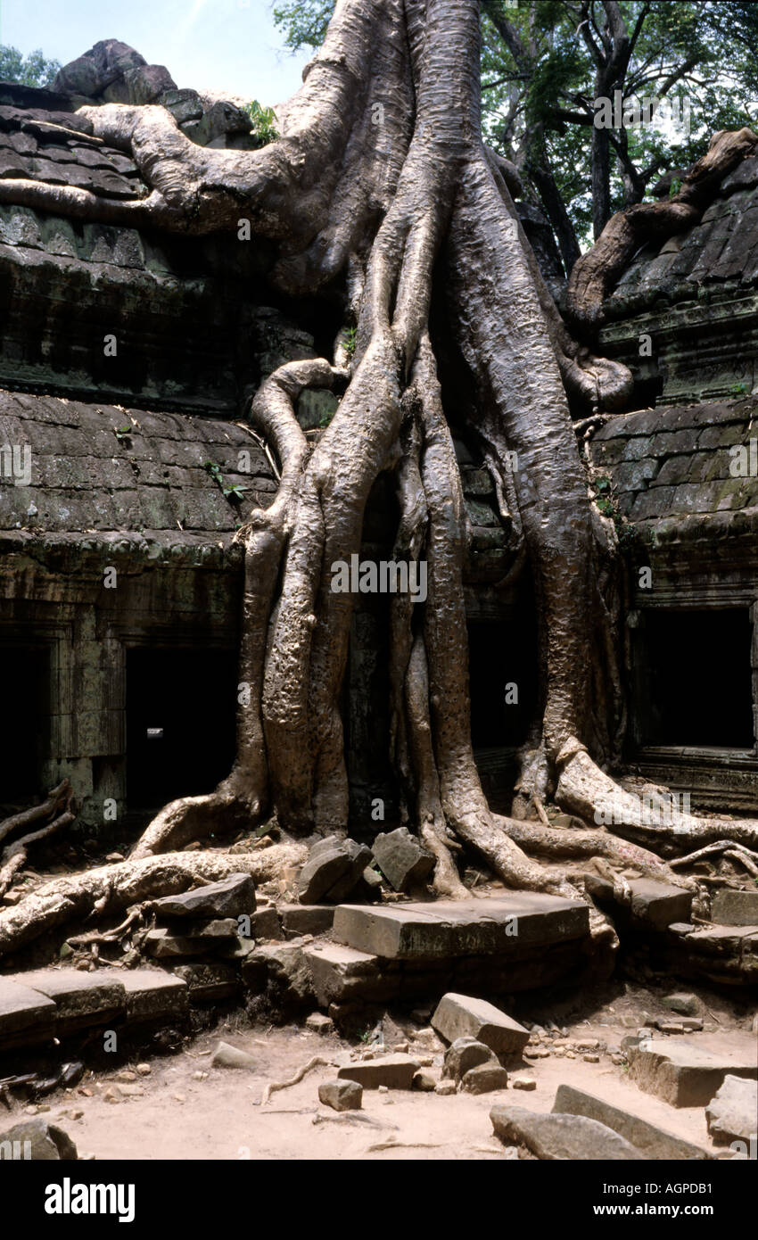 trees growing through the temple walls Stock Photo - Alamy