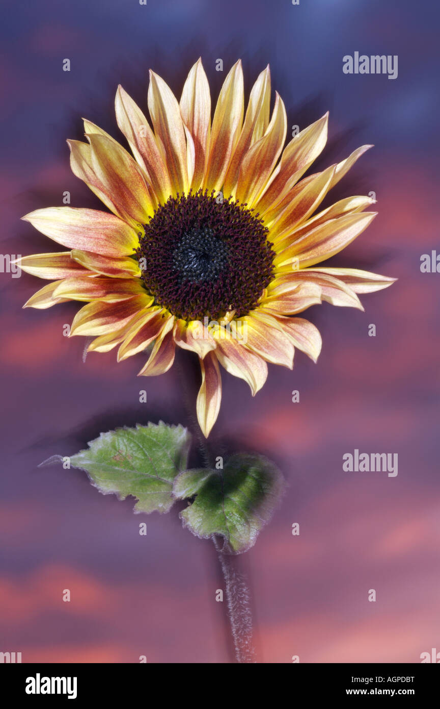 Hybrid sunflower hi-res stock photography and images - Alamy