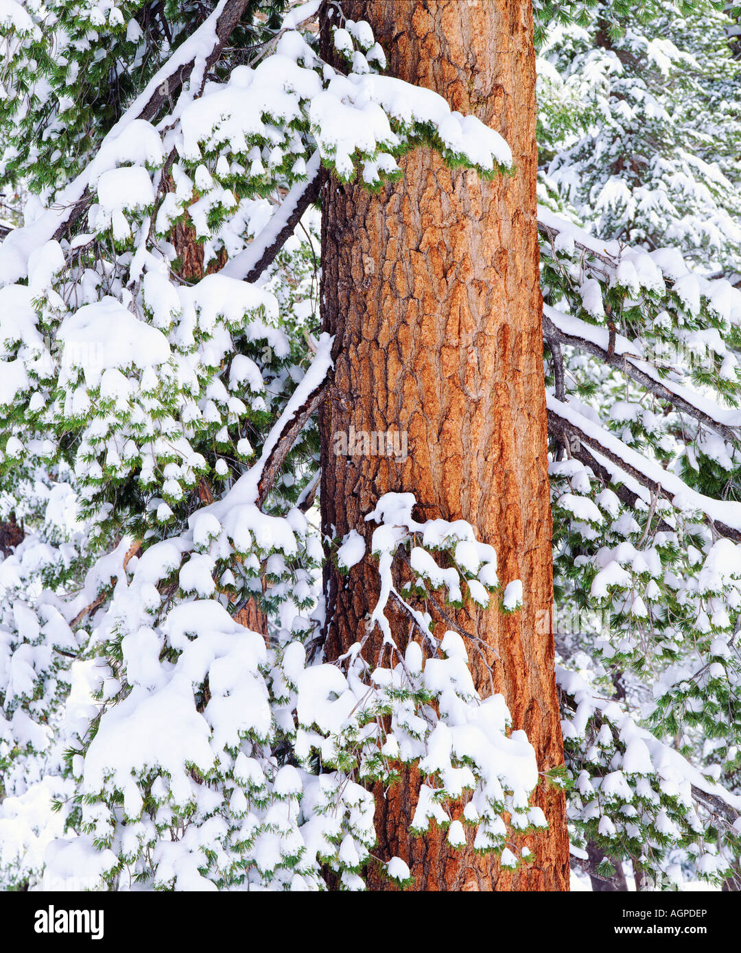 USA, California, Sierra Nevada Mountains. Fresh snow on red fir trees ...