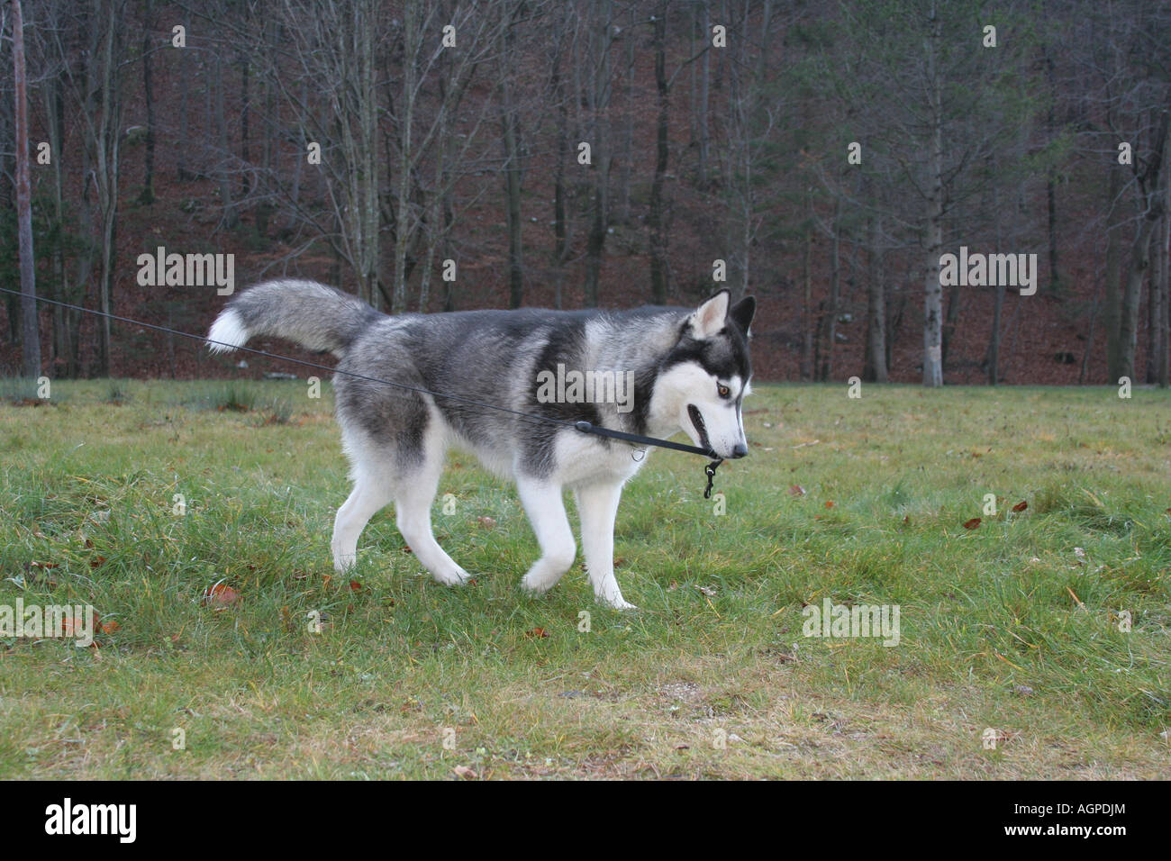 husky dog pulling its guide rope Stock Photo - Alamy