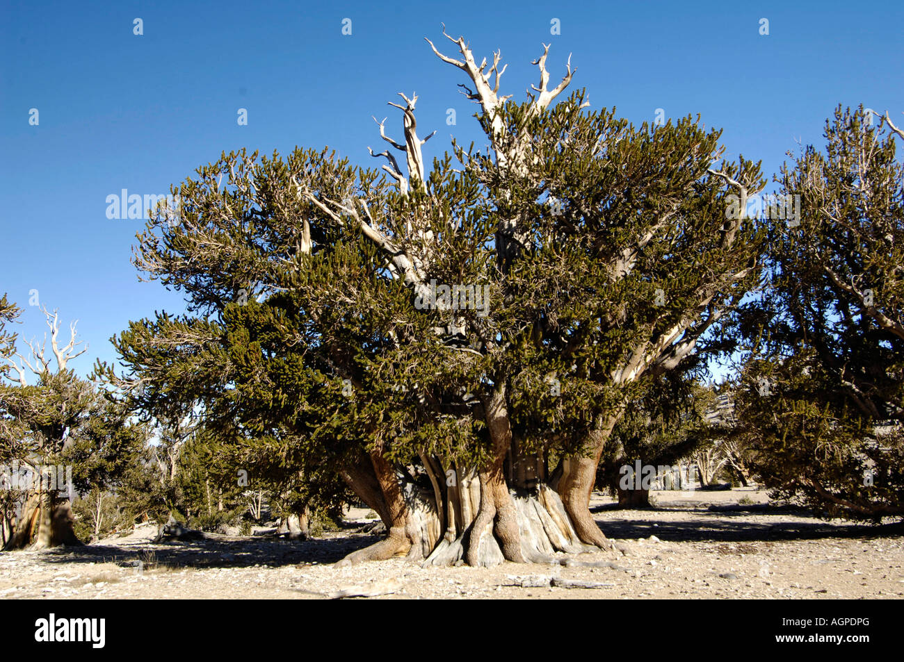 Patriarch Tree Brazil