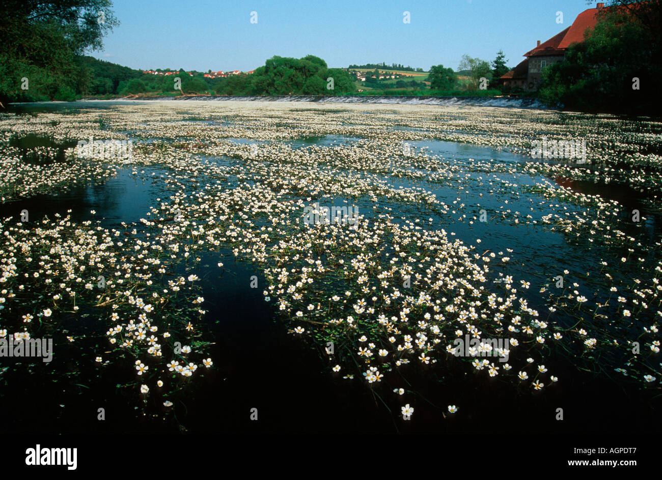 Blooming crowfoot hi-res stock photography and images - Alamy