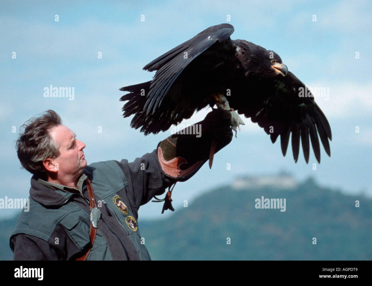 Falconer with Bald Eagle Stock Photo - Alamy