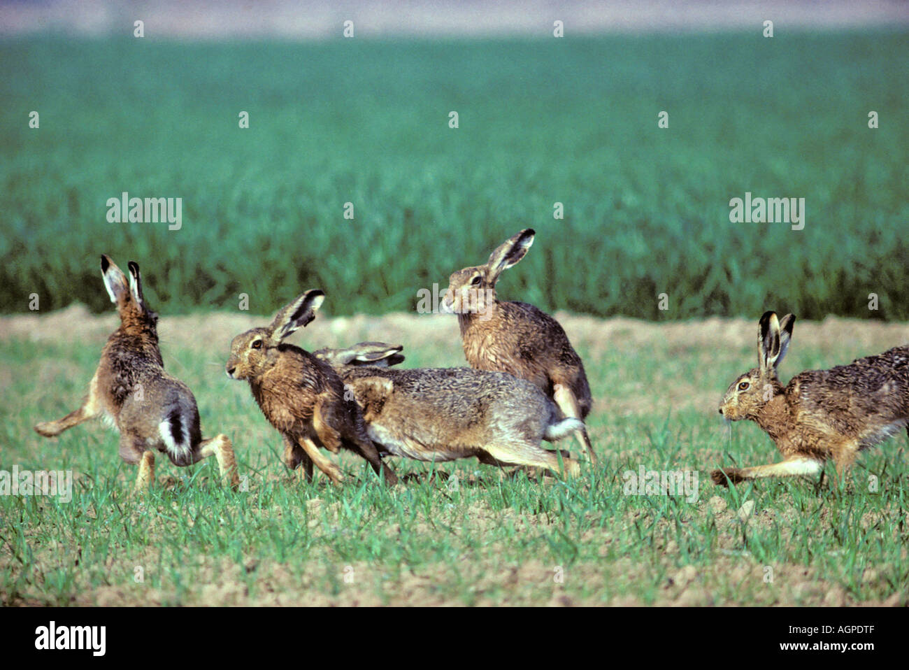 Five hares hi-res stock photography and images - Alamy