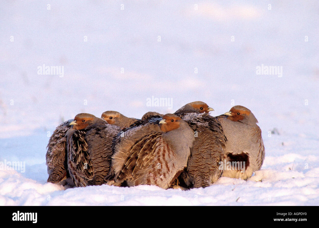 Grey partridge flight hi-res stock photography and images - Alamy
