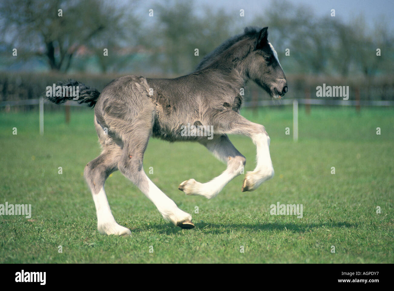 Shire horse foal hi-res stock photography and images - Alamy