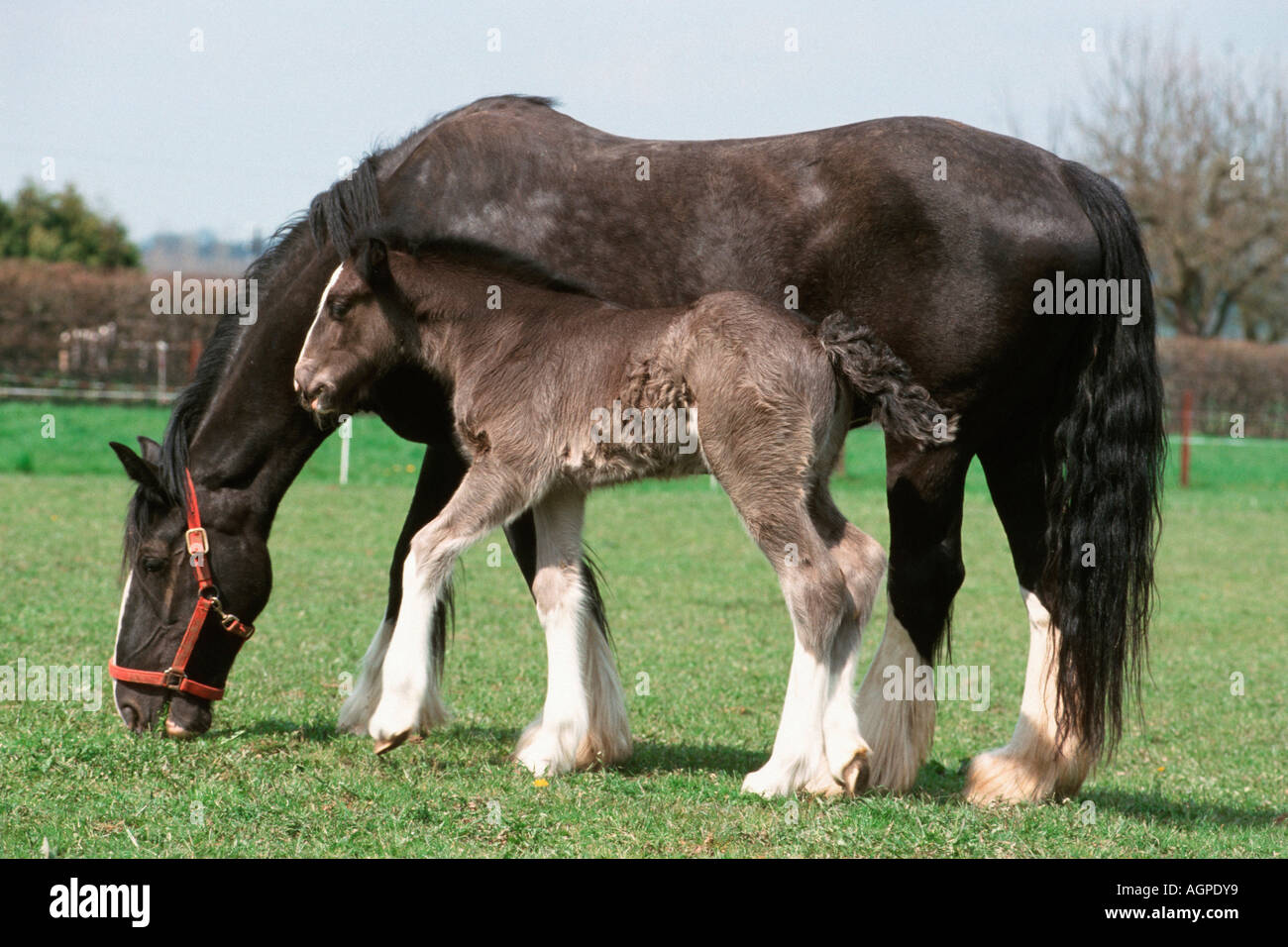 Shire mare hi-res stock photography and images - Alamy