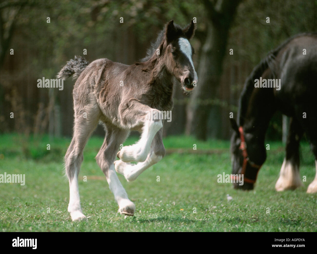 Galloping shire horse hi-res stock photography and images - Alamy