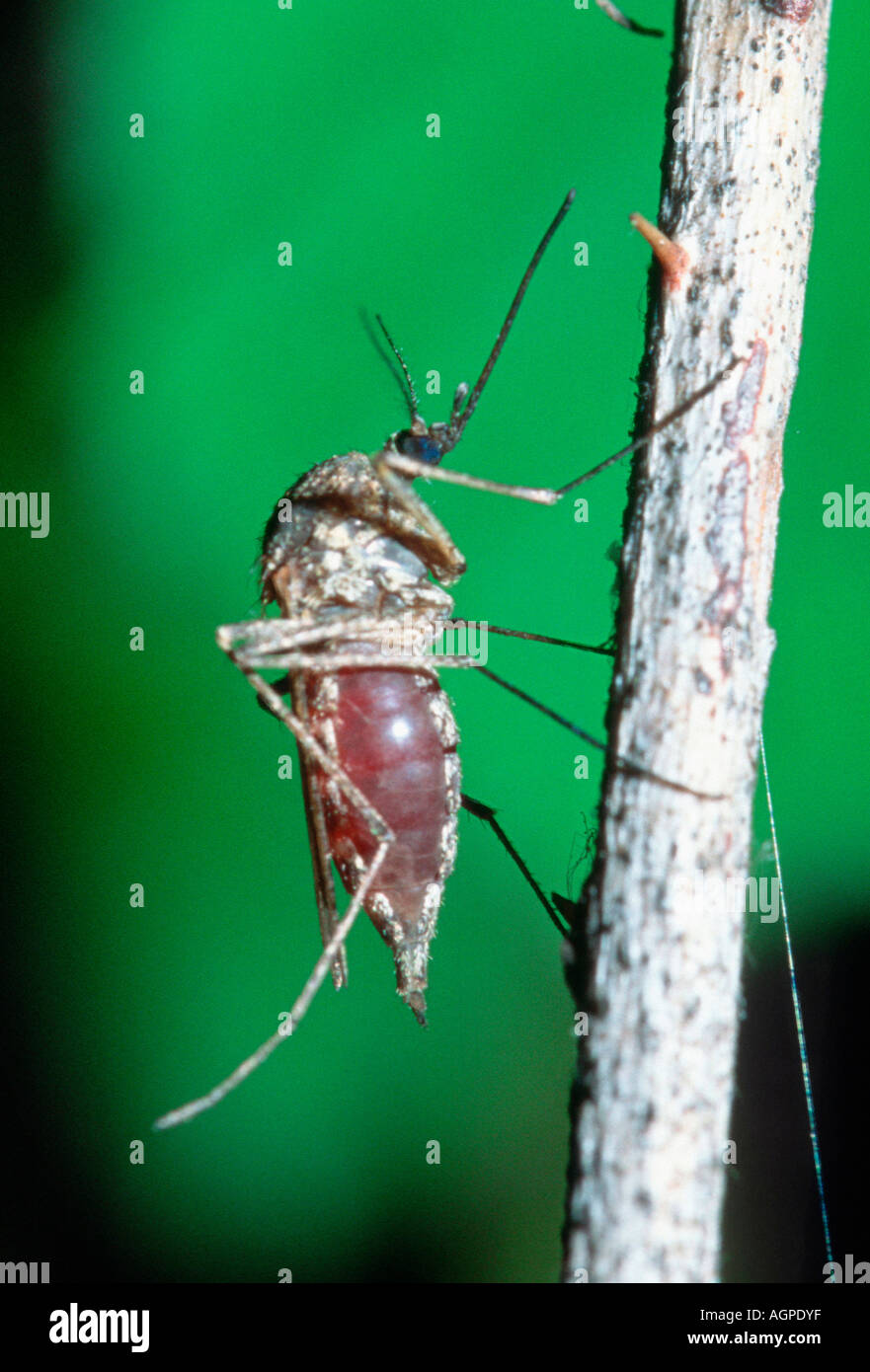 Gnat hi-res stock photography and images - Alamy