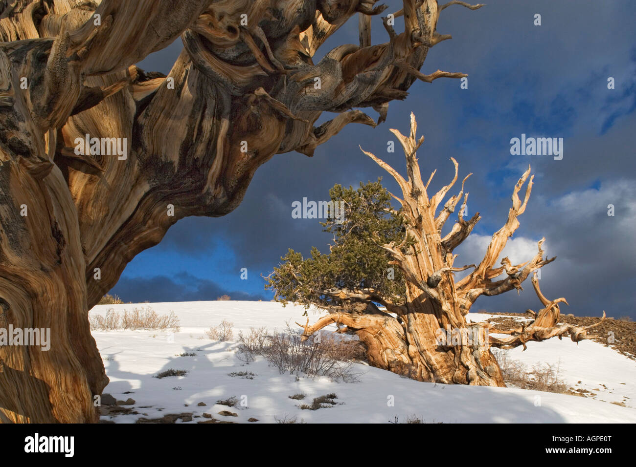 USA, California, White Mountains. Ancient bristlecone pine trees, the ...