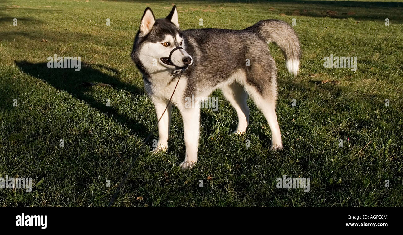 a husky dog entangled in its guide rope looking wild and fierce Stock Photo - Alamy