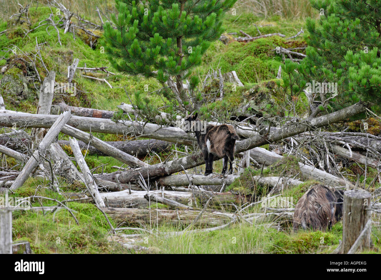 Feral Goat Capra hircus standing on fallen pine feeding on needles ...