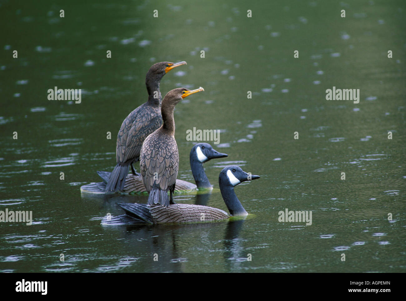 USA, Florida, Cormorants on decoys Stock Photo - Alamy