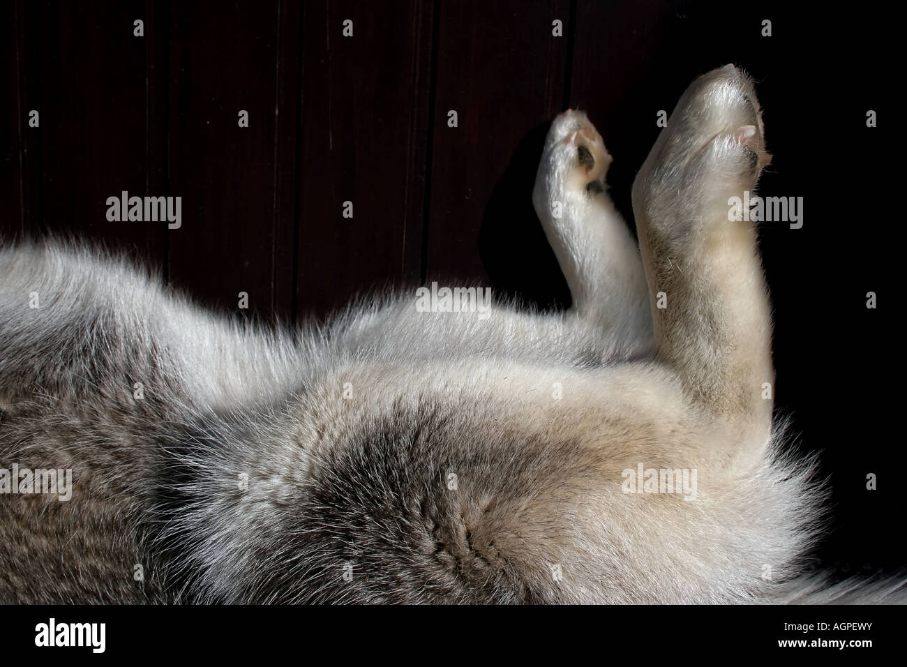 rear legs (up in th eair) of a husky lying on its back Stock Photo - Alamy