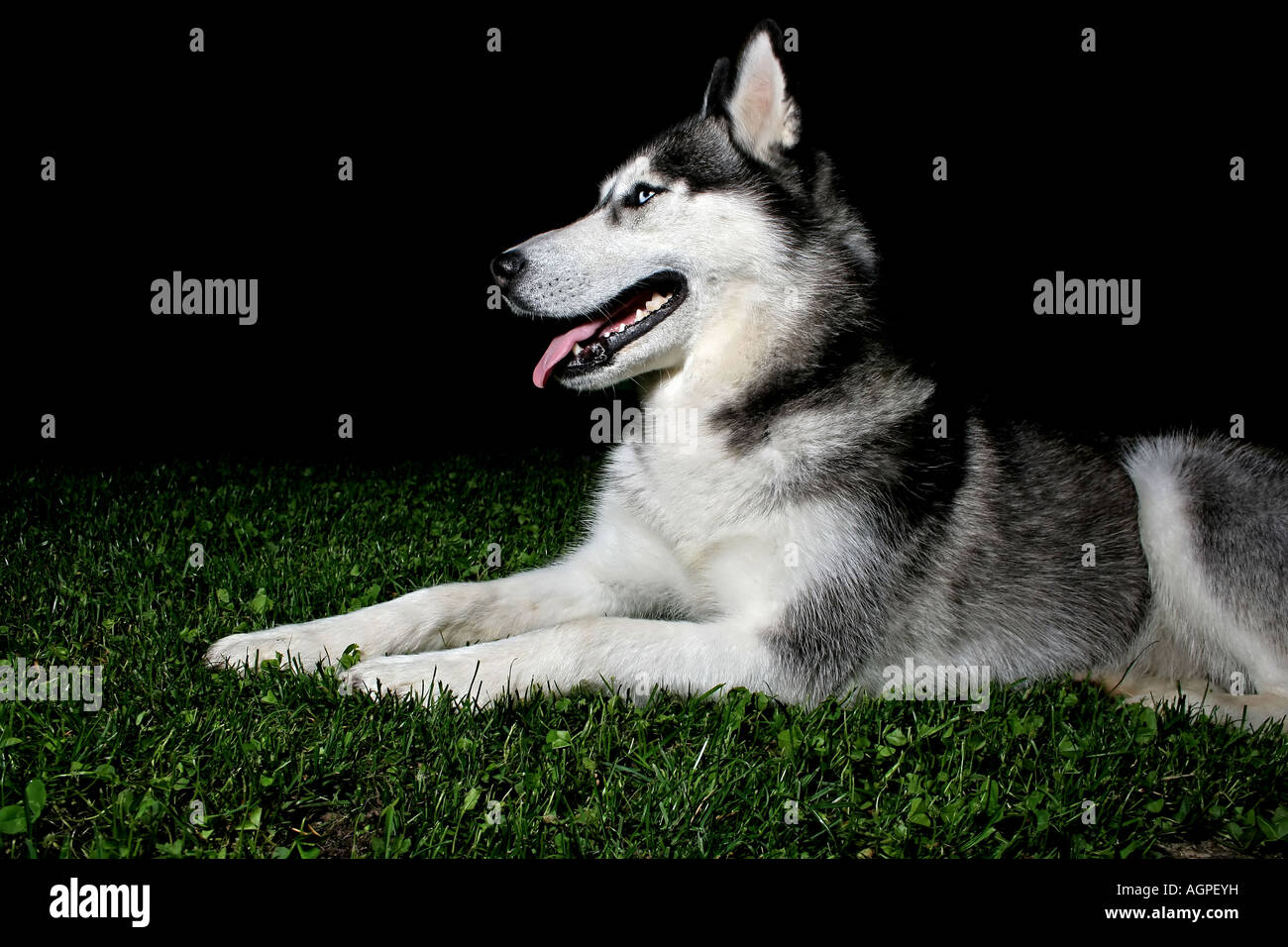 husky dog resting on grass in the night Stock Photo - Alamy