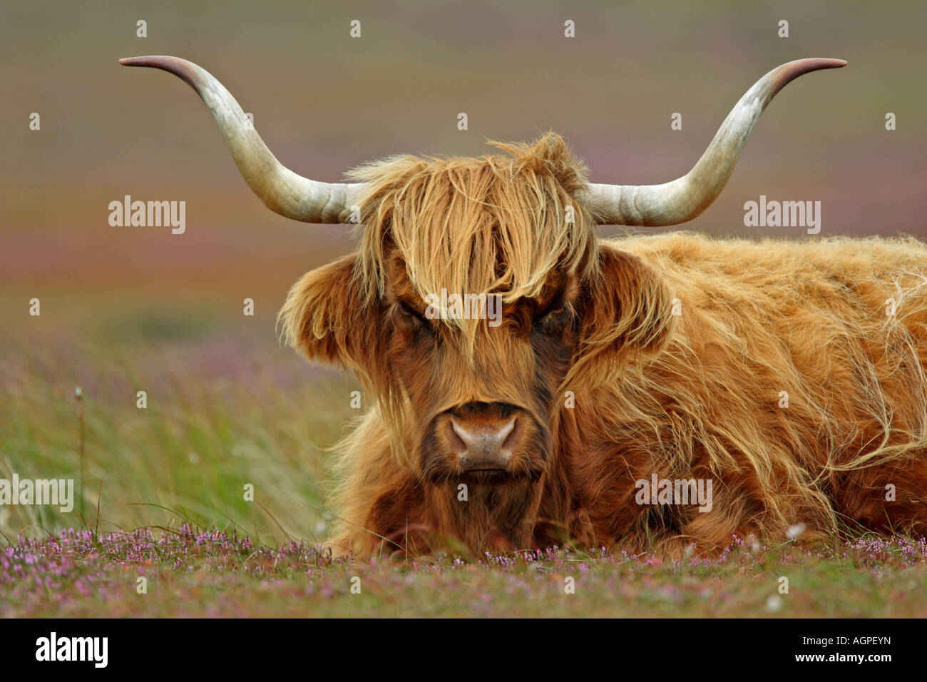 Highland Cow lying in purple heather on hillside with eye contact Stock ...