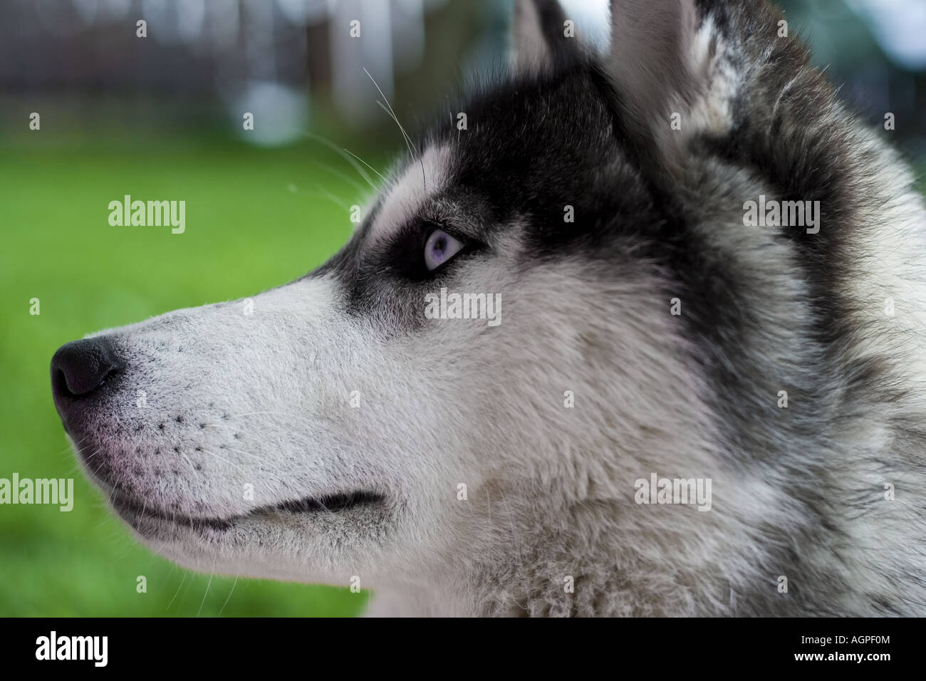 husky dog profile Stock Photo - Alamy