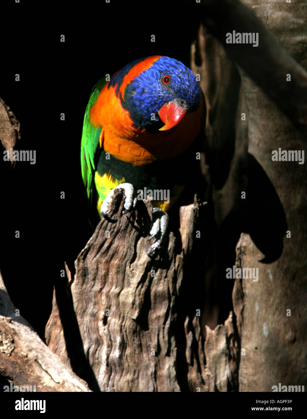 Red collared lorikeet Trichoglossus Rubritorquis Northern Territory ...