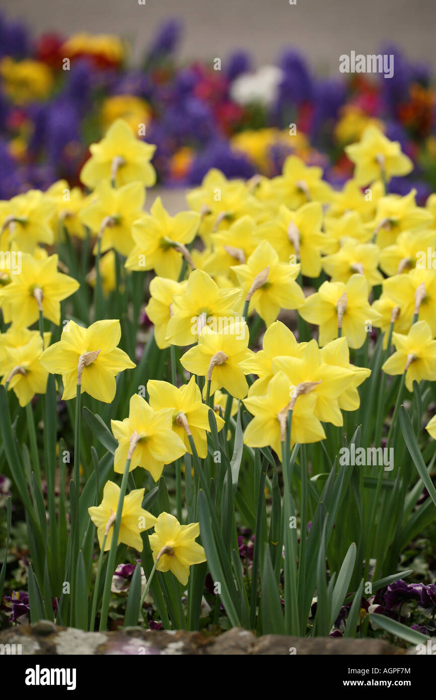 Daffodils Rear View 001 Stock Photo - Alamy