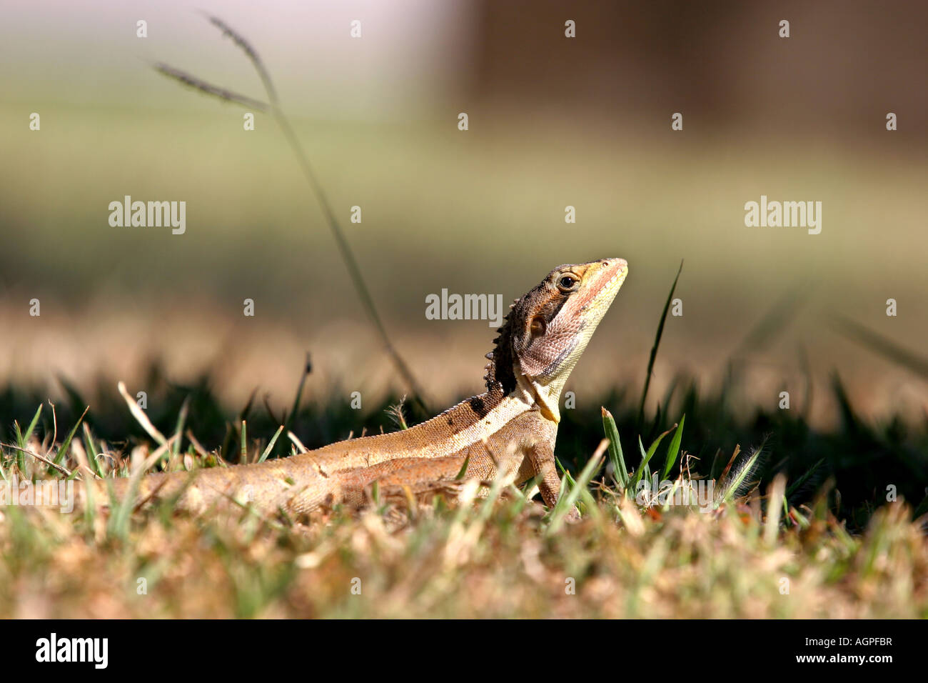 half metre long Water Dragon / Tree Dragon, hunting moths in the grass ...
