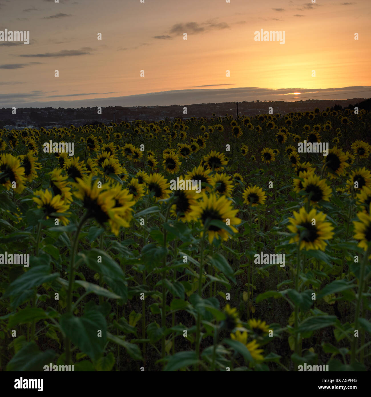 Sunflowers facing the sunrise on a September morning Northern Ireland ...