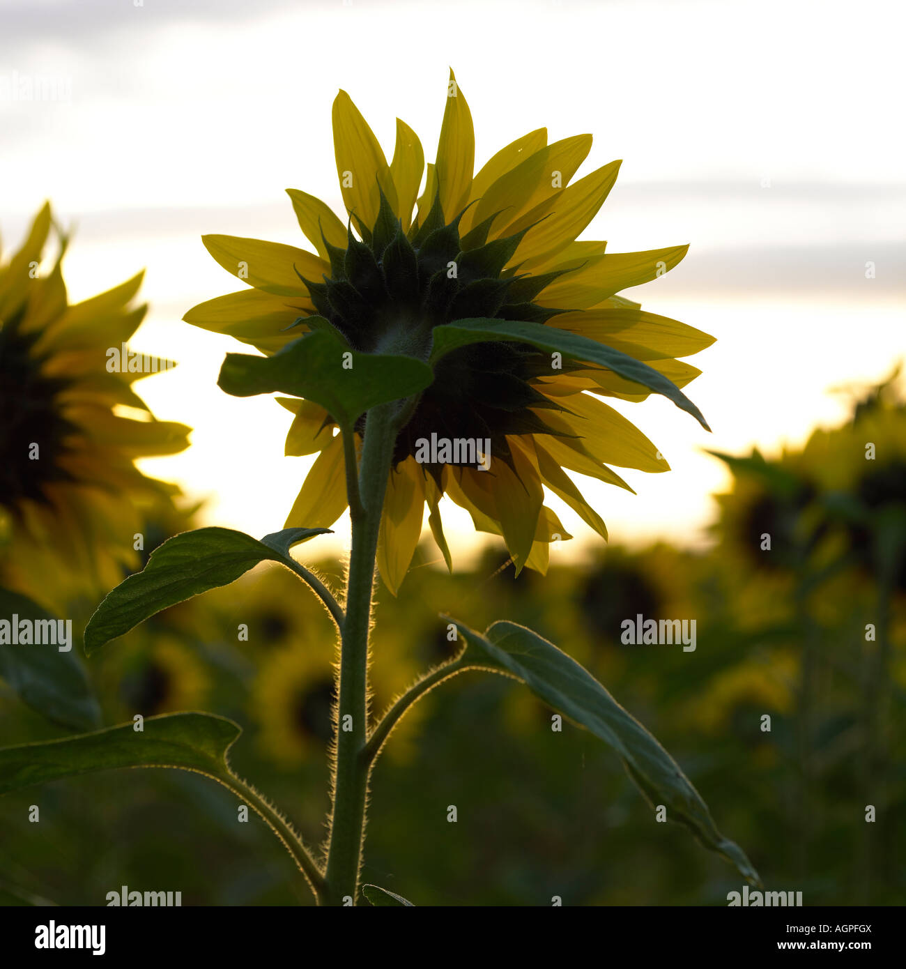 Sunflowers facing the sunrise on a September morning Northern Ireland ...