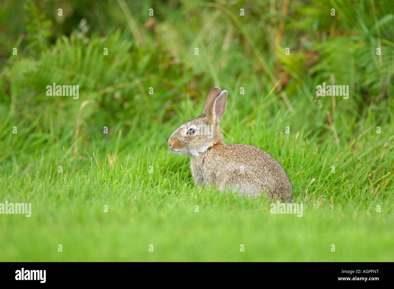 Rabbit Oryctolagus cuniculus sitting in field of long grass Stock Photo ...