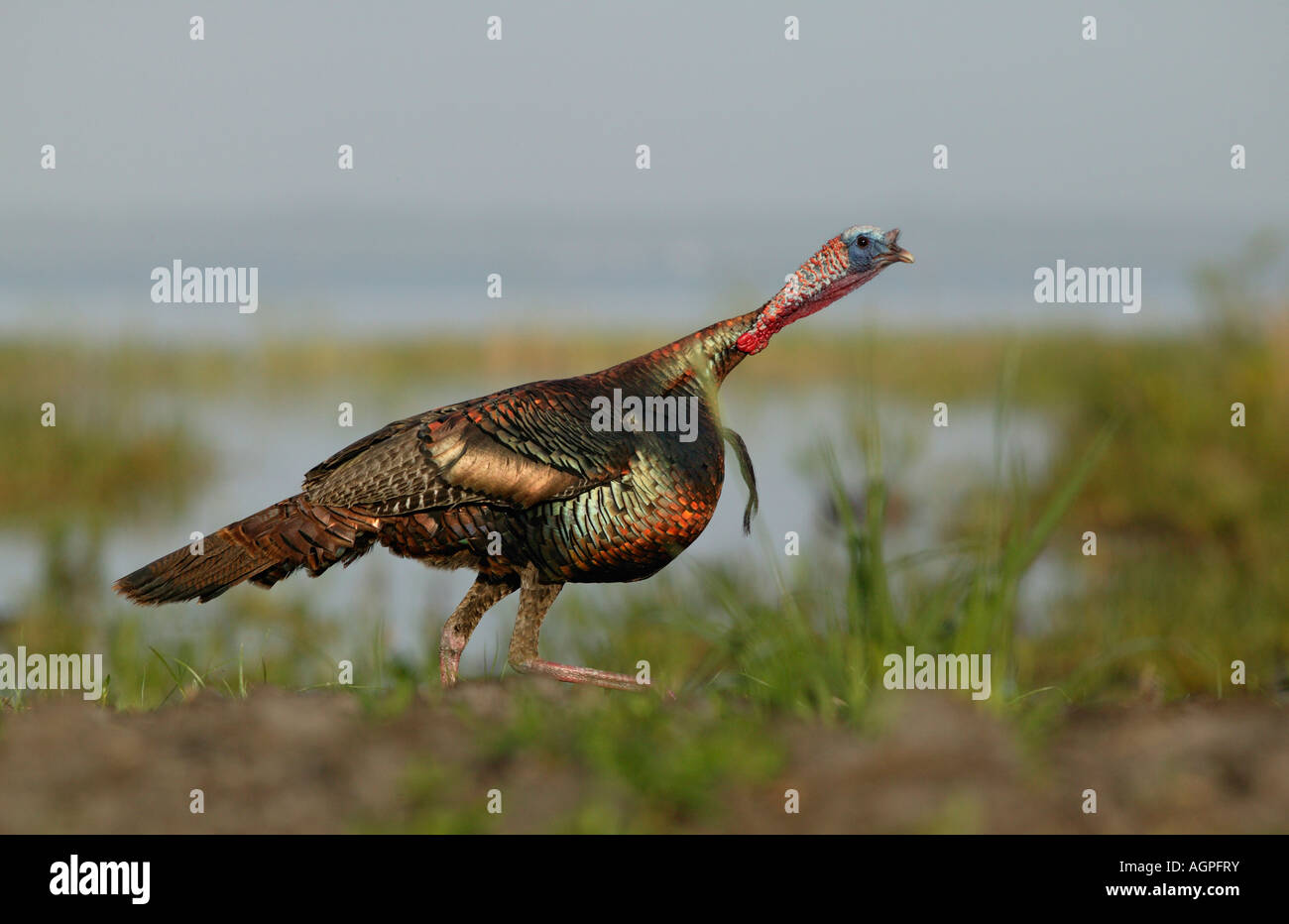 USA, Florida, Indian Lake Estates. Wild turkey charging at a threat ...