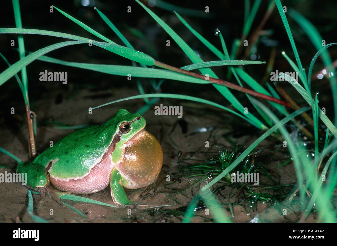 Tree Frog / Tree Toad Stock Photo - Alamy