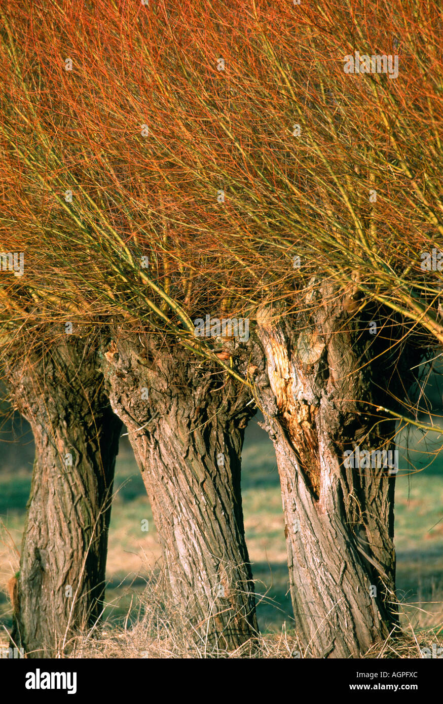 English willows hi-res stock photography and images - Alamy