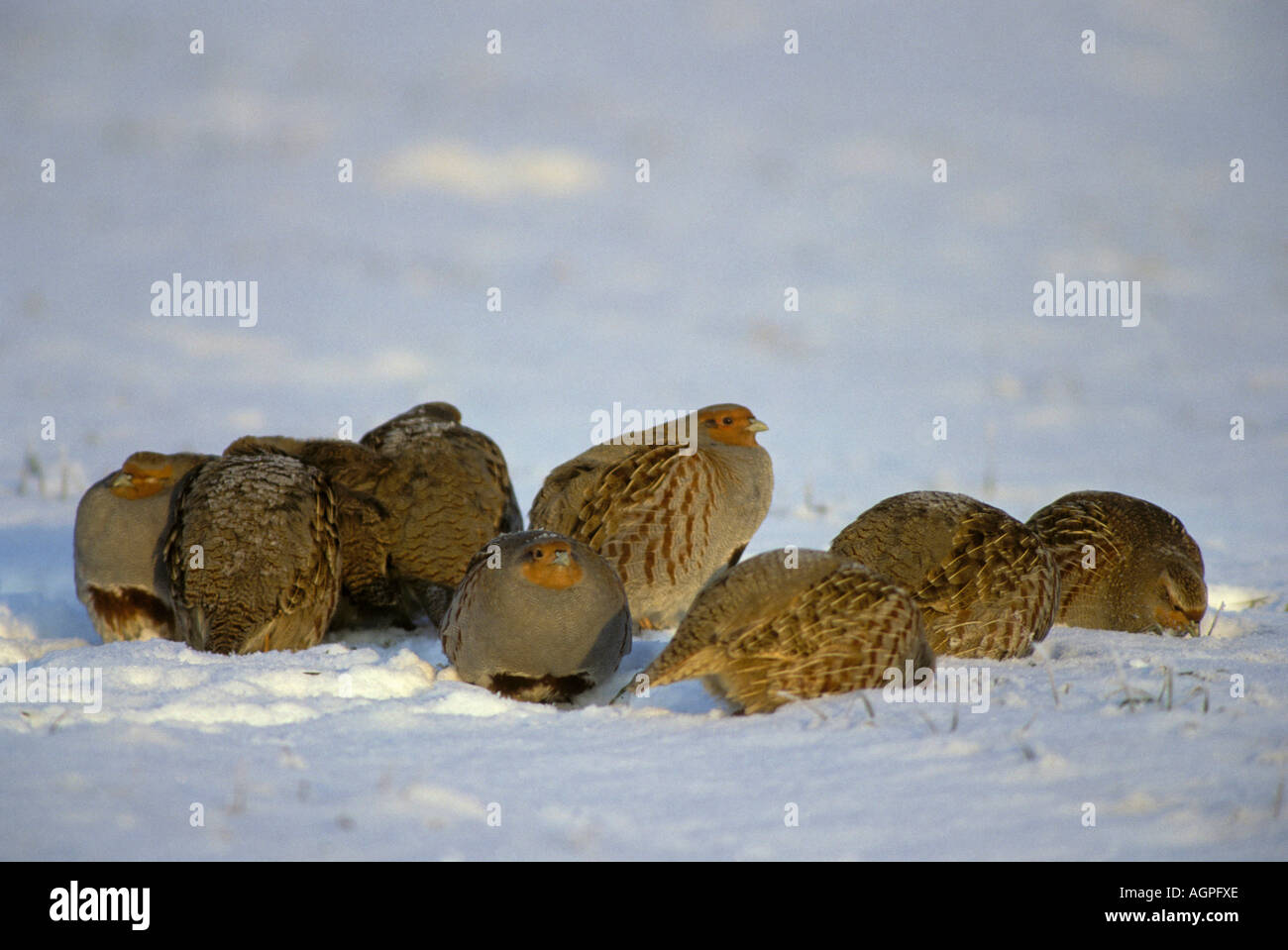 Group of grey partridges partridge hi-res stock photography and images ...