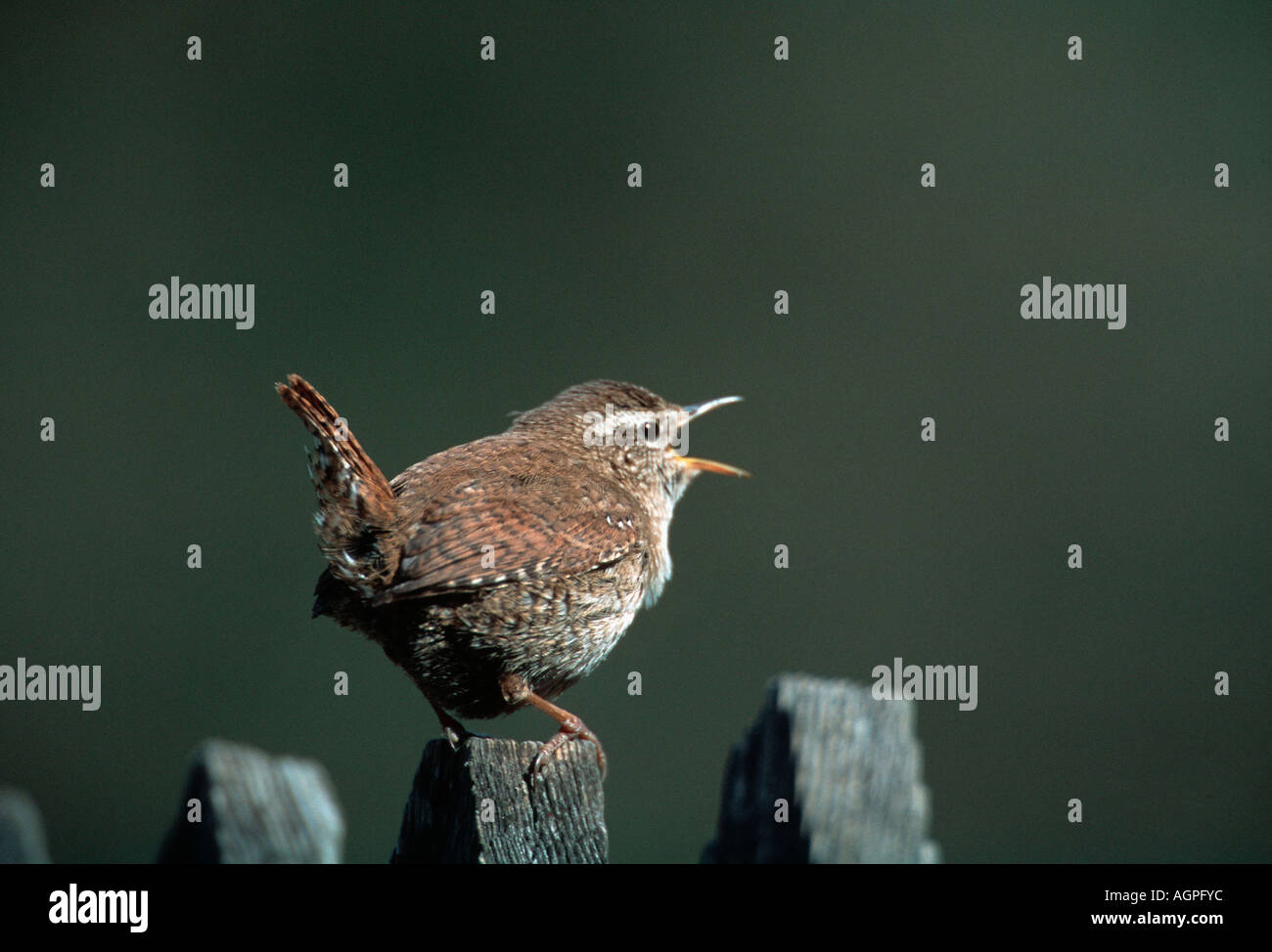 The wren hi-res stock photography and images - Alamy