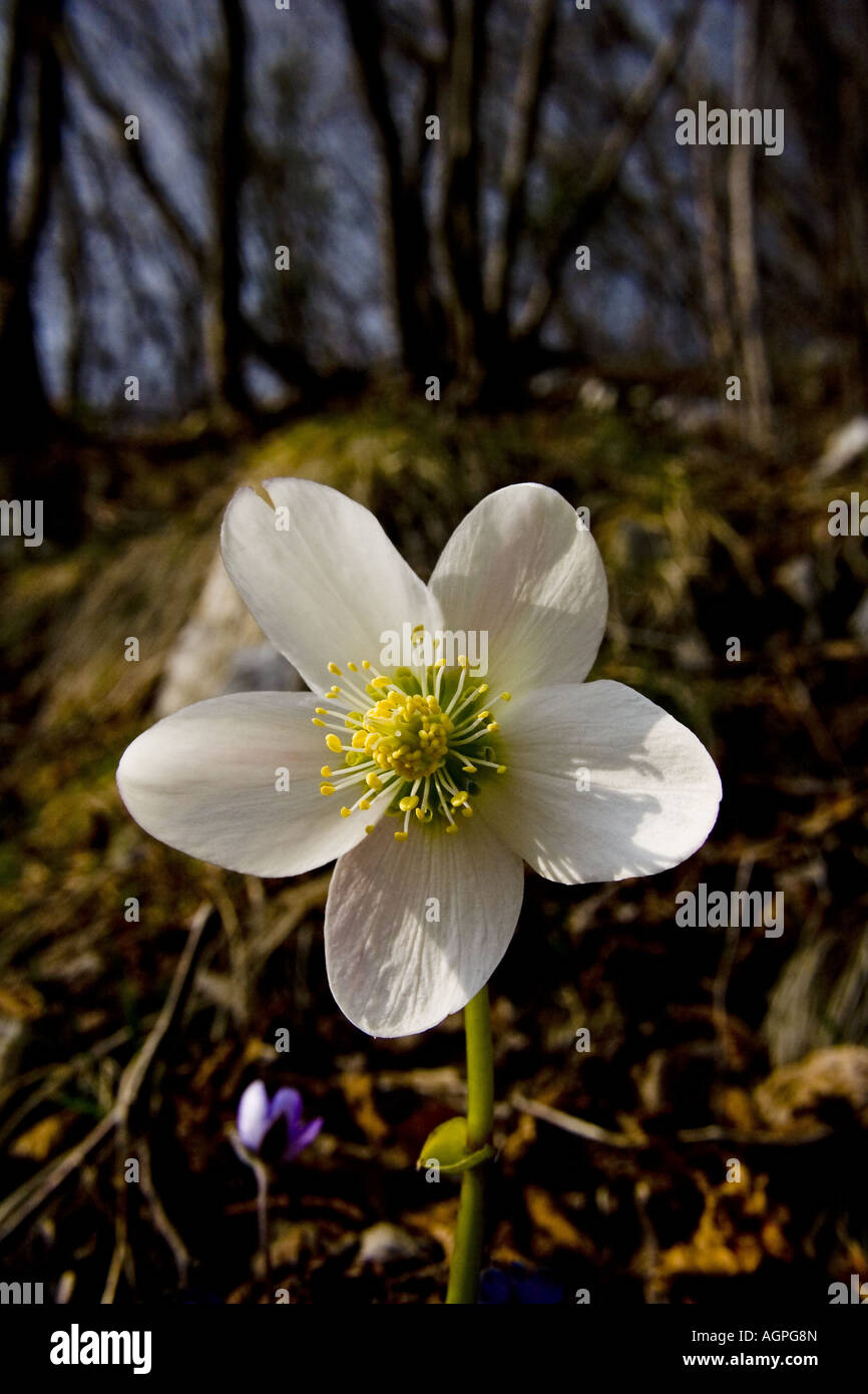 hellebore or christmas rose flower Stock Photo - Alamy