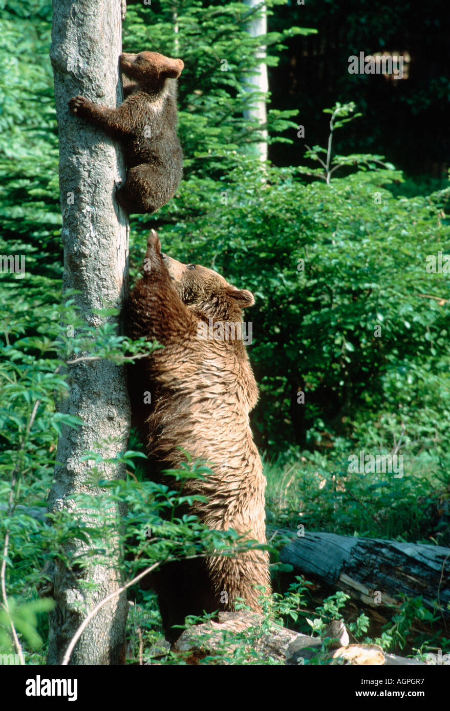 European Brown Bear Stock Photo - Alamy