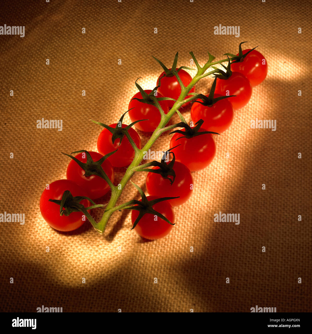 tomatoes on the vine Stock Photo - Alamy
