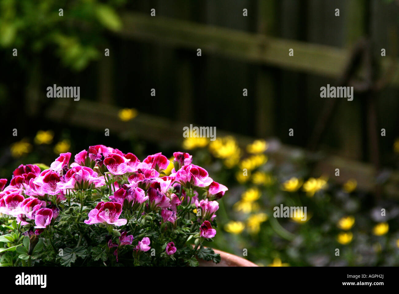 Variegated pelargonium plant hi-res stock photography and images - Alamy