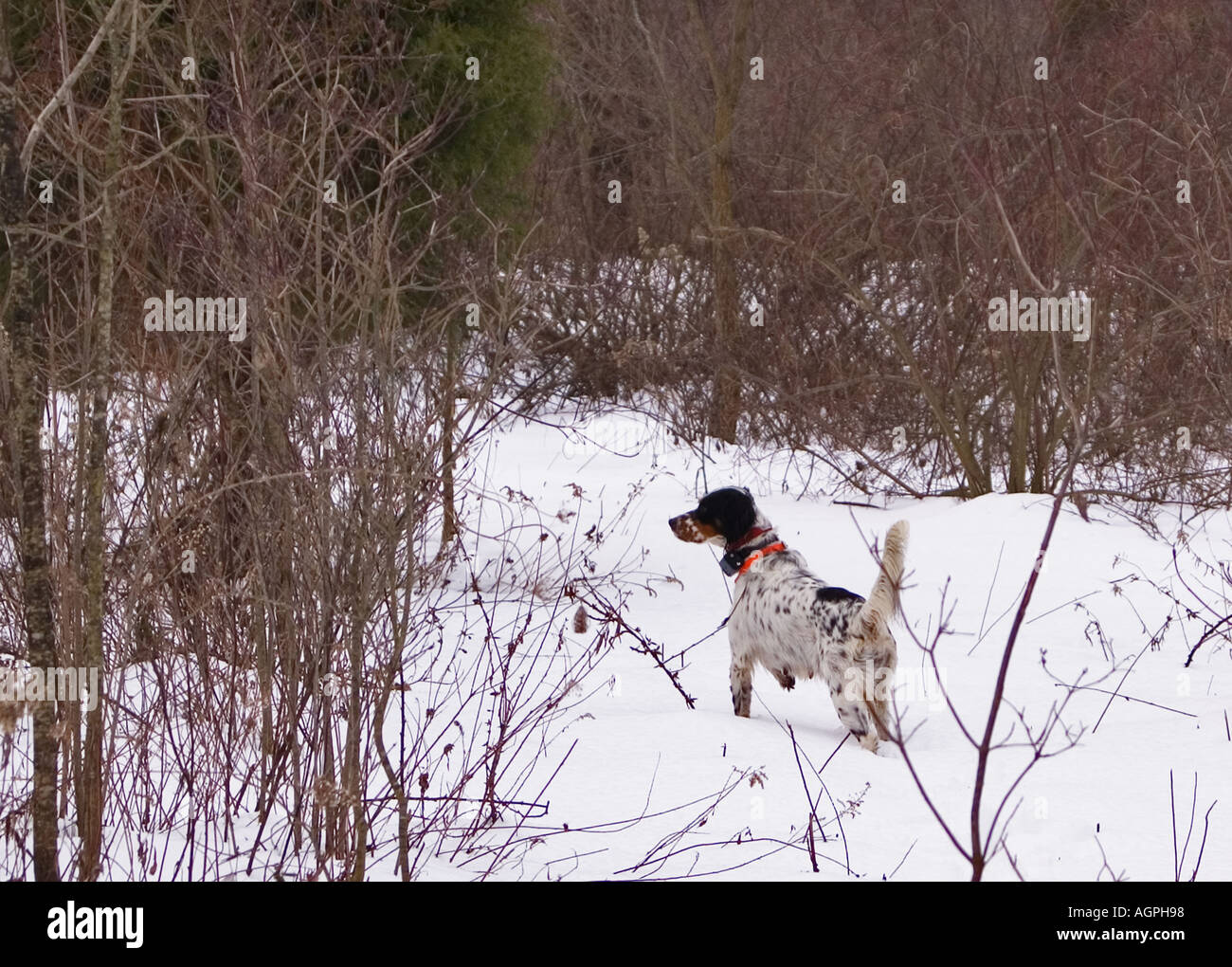 English setter pointing quail hi-res stock photography and images - Alamy