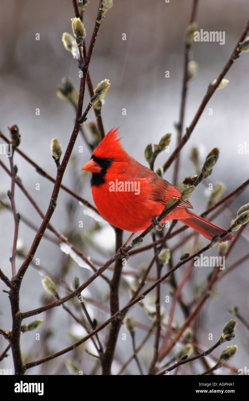 Cardinal Cardinalis cardinalis Male In Star Magnolia Tree Stock Photo ...