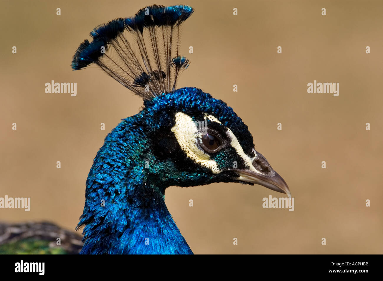 Peacock Head Profile Stock Photo - Alamy