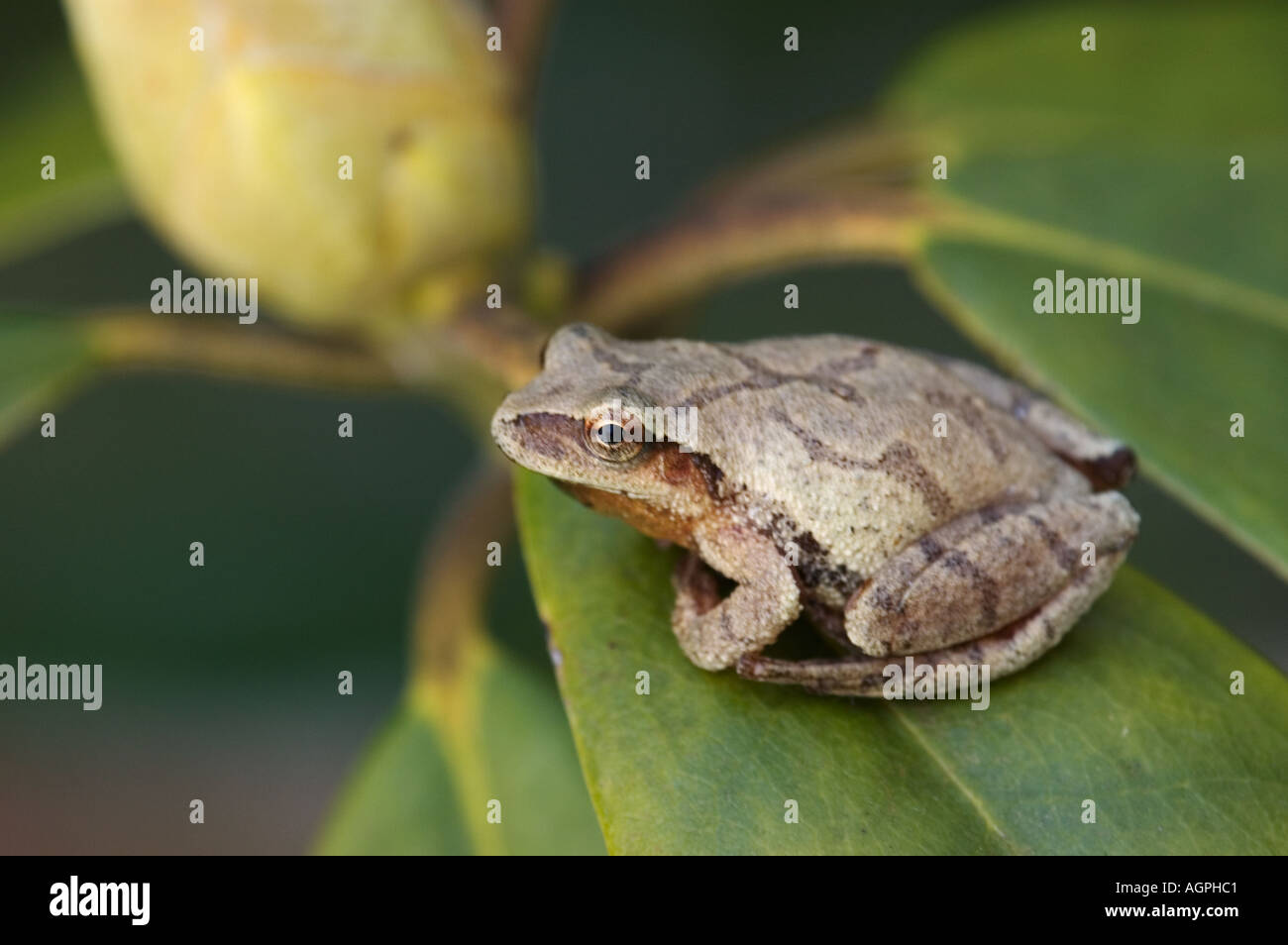 Spring Peeper Pseudacris crucifer Tree Frog Stock Photo - Alamy