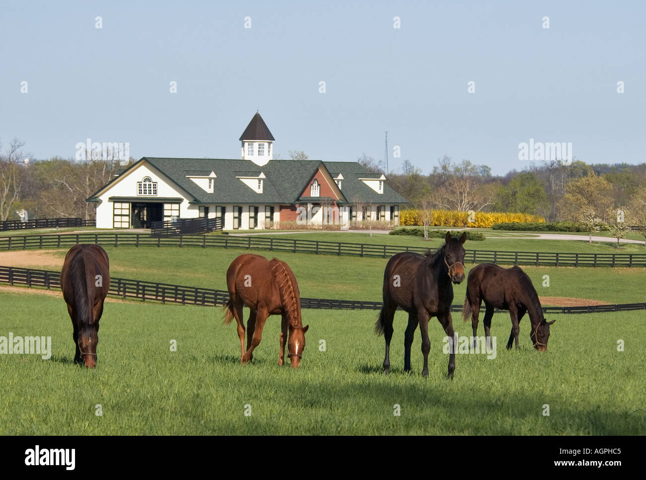 Kentucky horse farm hi-res stock photography and images - Alamy