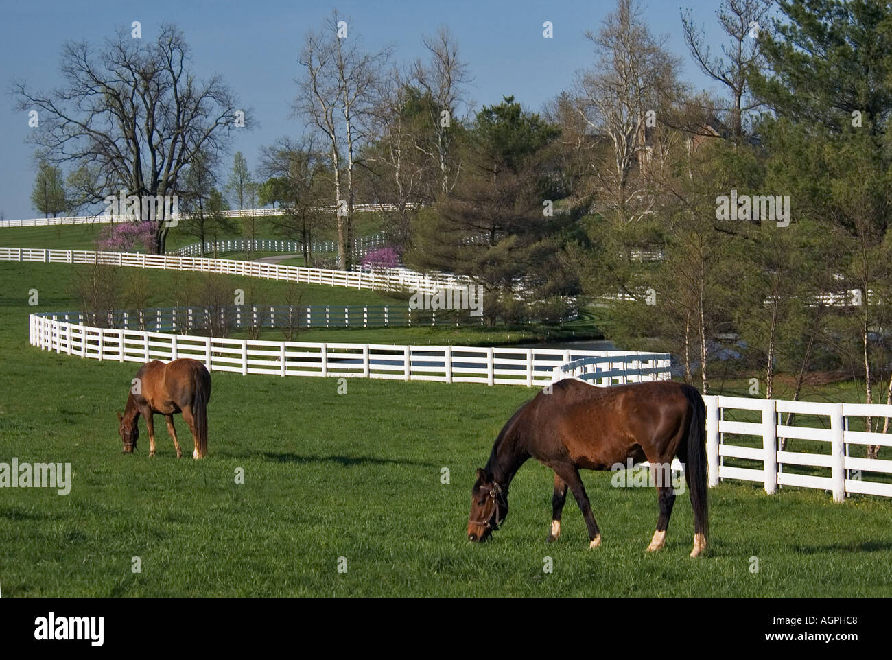 Kentucky horse farm hi-res stock photography and images - Alamy