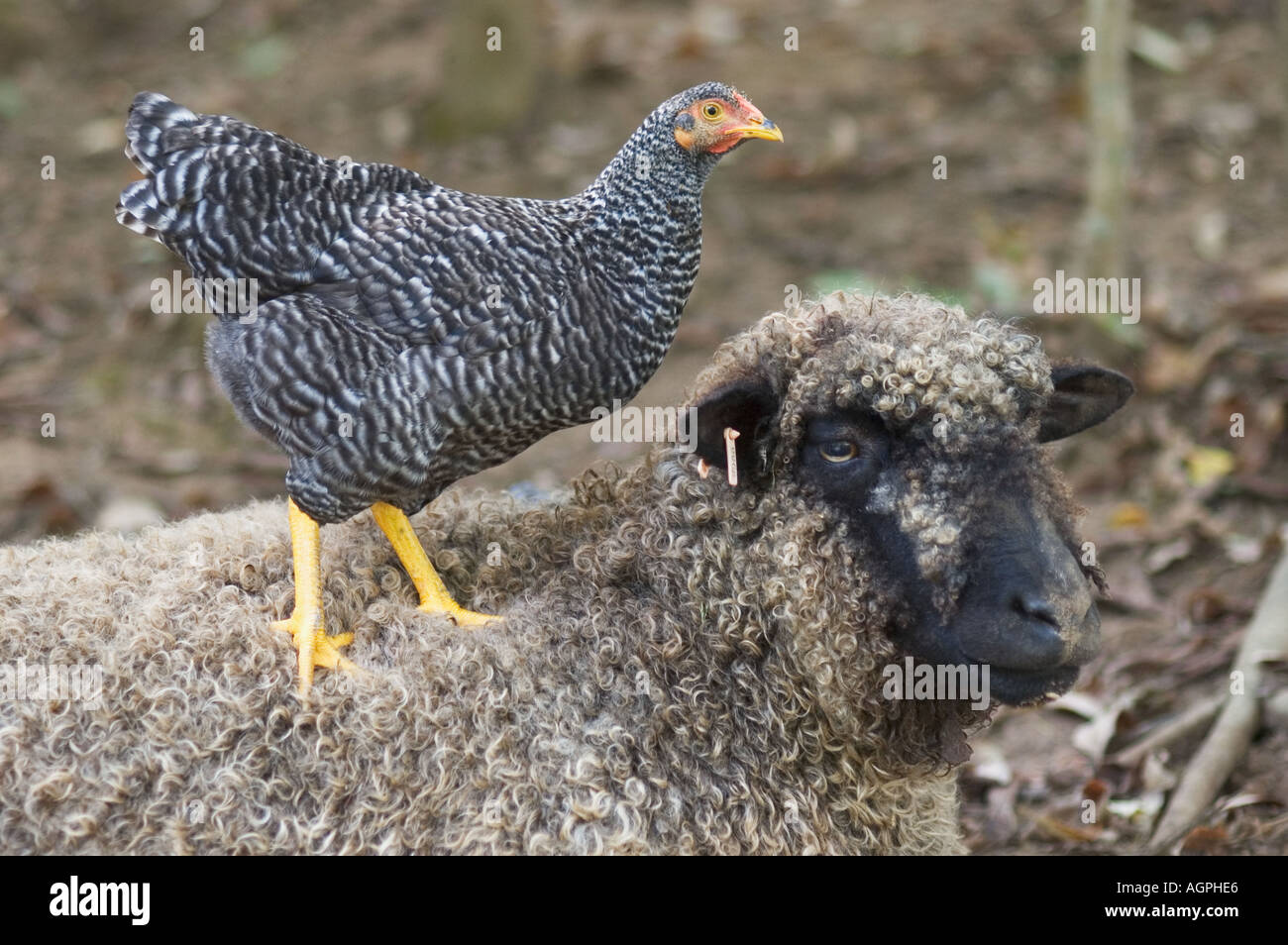 Chicken On Sheep s Back The Homeplace Land Between The Lakes Tennessee ...