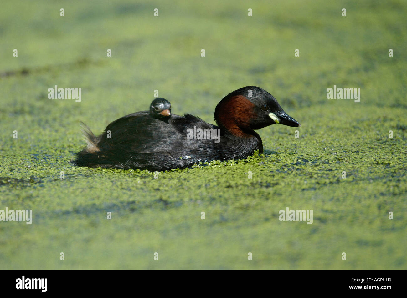 Grebe carrying young on its back hi-res stock photography and images ...