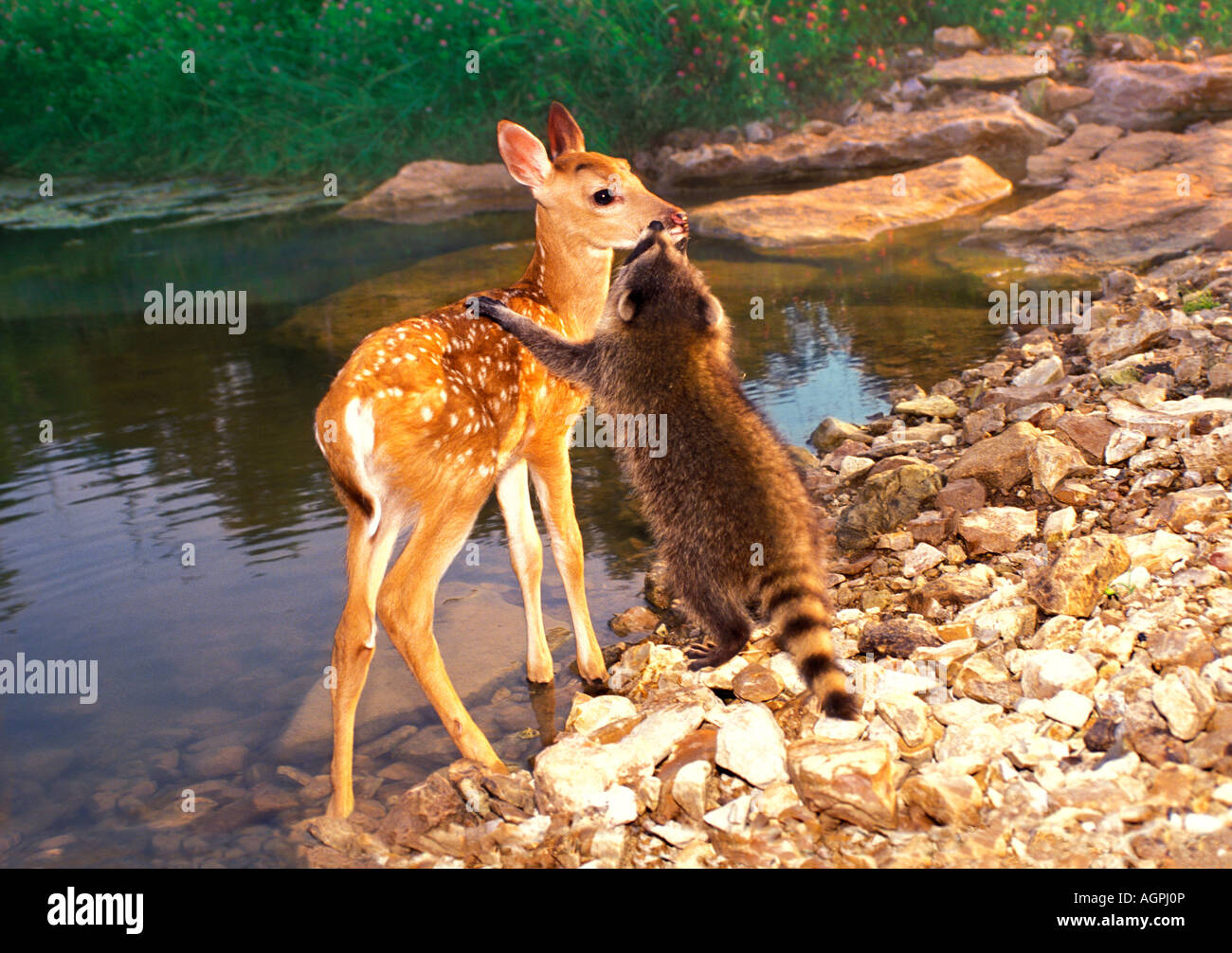 Grew and fawn hi-res stock photography and images - Alamy
