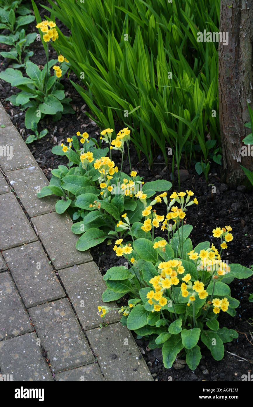 Cowslips growing in suburban garden Stock Photo - Alamy