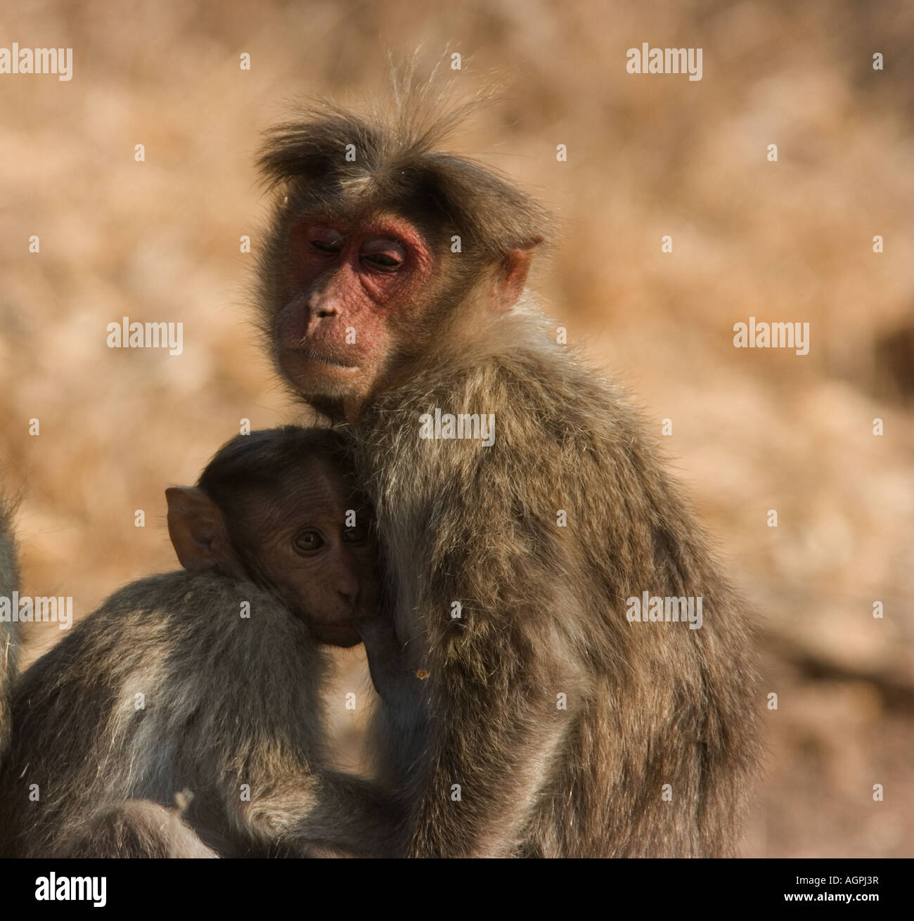 Bonnet Macaques (Macaca radiata Stock Photo - Alamy