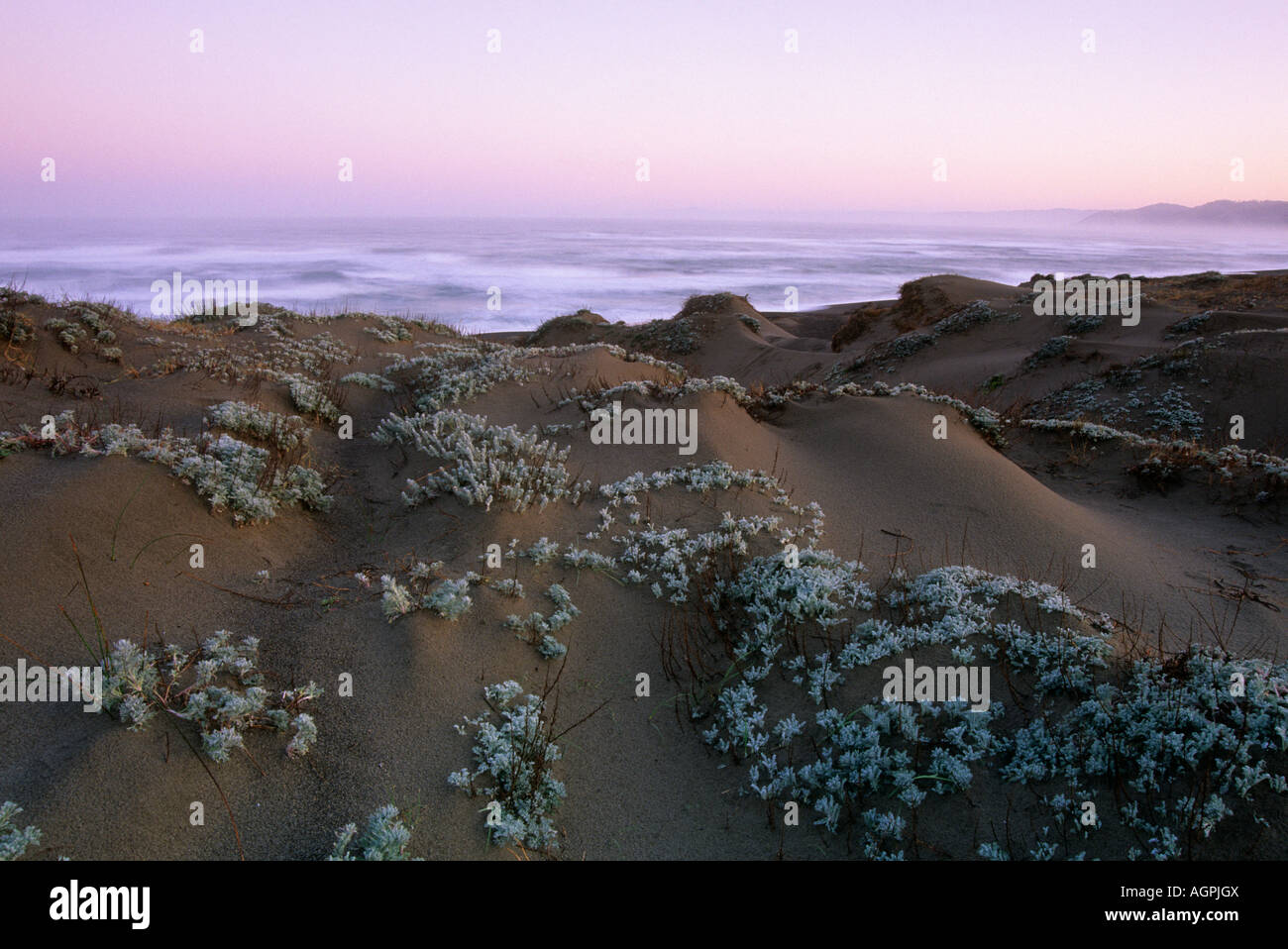 Sunrise on the sand dunes at Mackerricher State Park in Northern ...