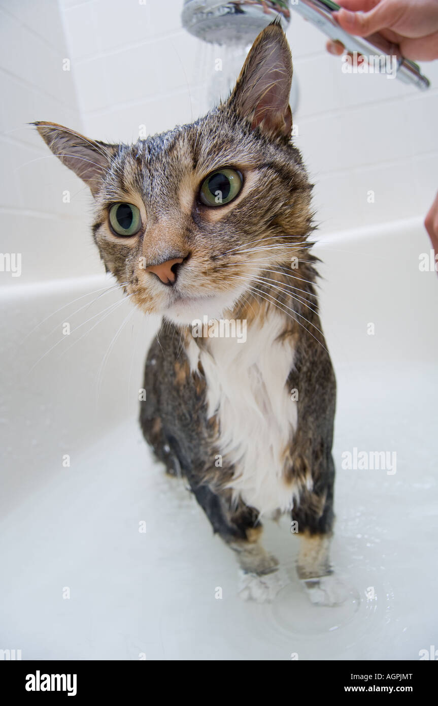 Cat taking a bath hi-res stock photography and images - Alamy